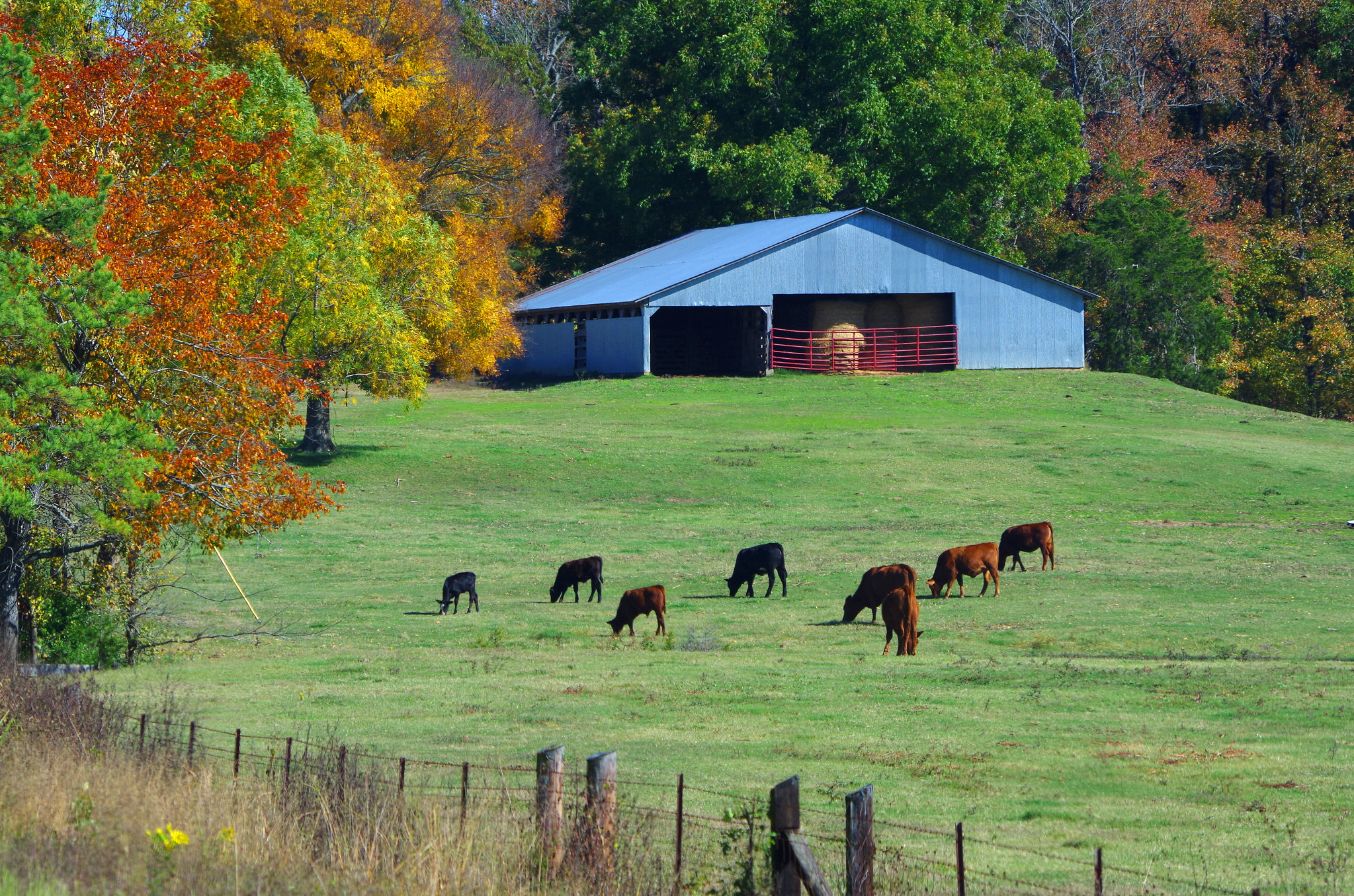 Usda Meat Storage Chart