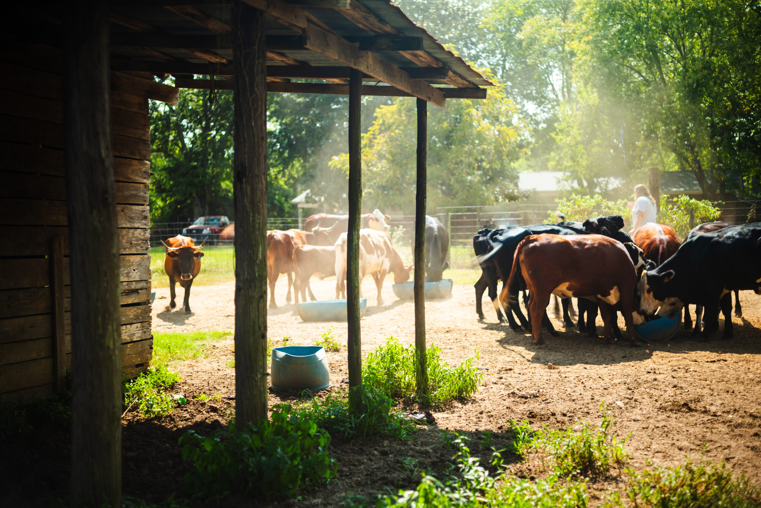 U.S. Cattle Inventory Smallest in 73 Years - ARFB Digital Magazine