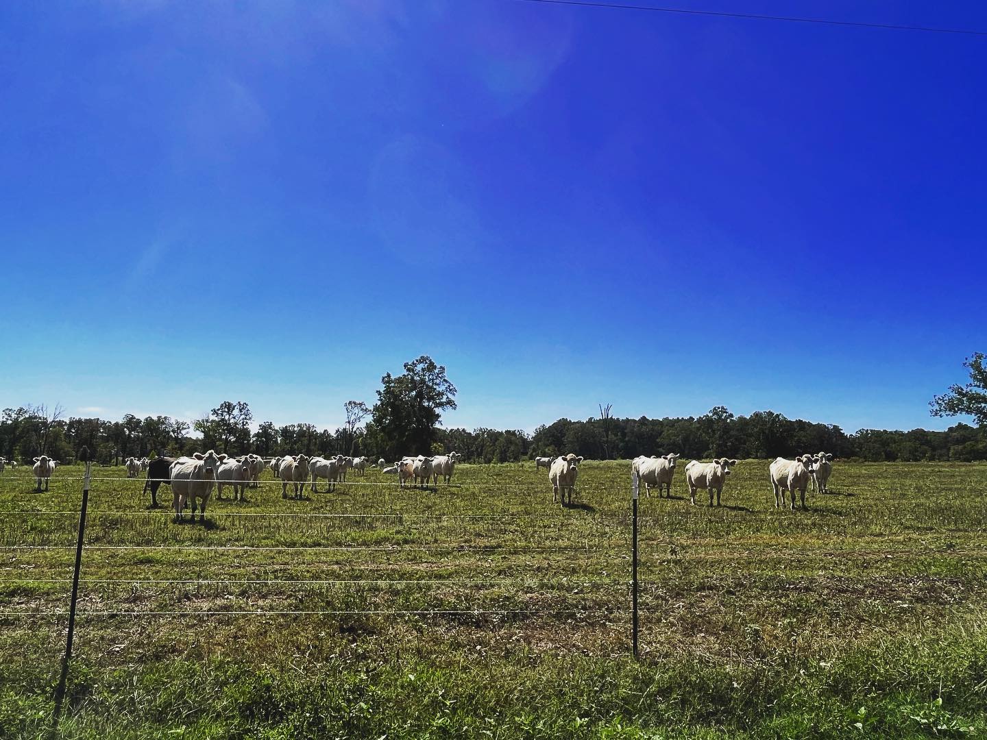 USDA Announces Appointments to the Cattlemen’s Beef Promotion and ...